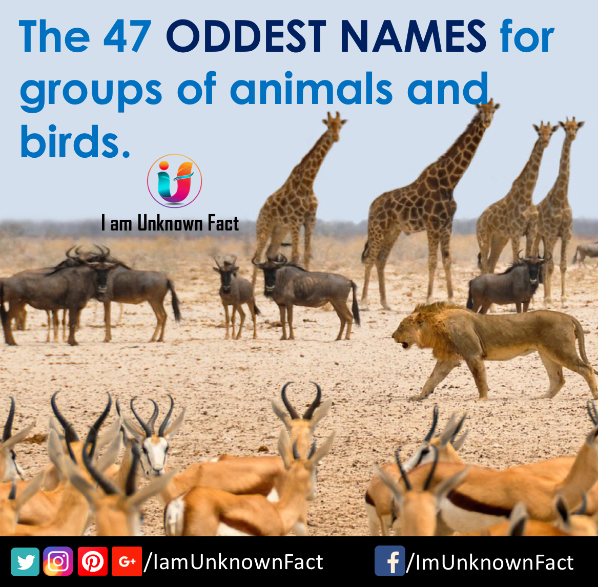 The 47 Oddest Names For Groups Of Animals And Birds the-47-oddest-names-for-groups-of-animals-and-birds