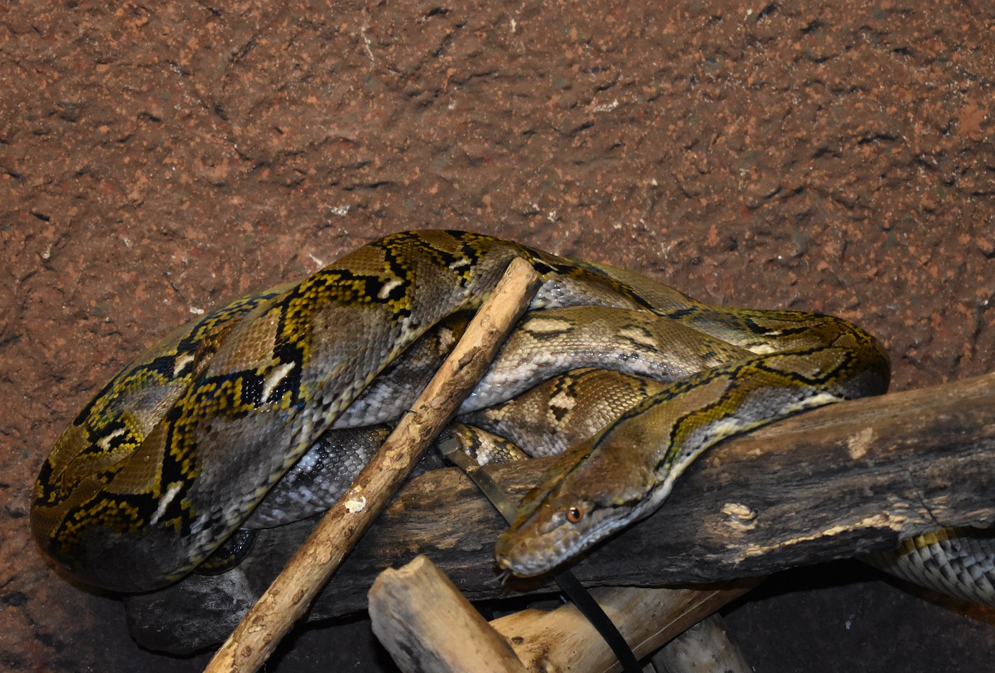 ZOOTOGRAFIANDO (6.100 ANIMALS): PITÓN RETICULADA / RETICULATED PYTHON ...