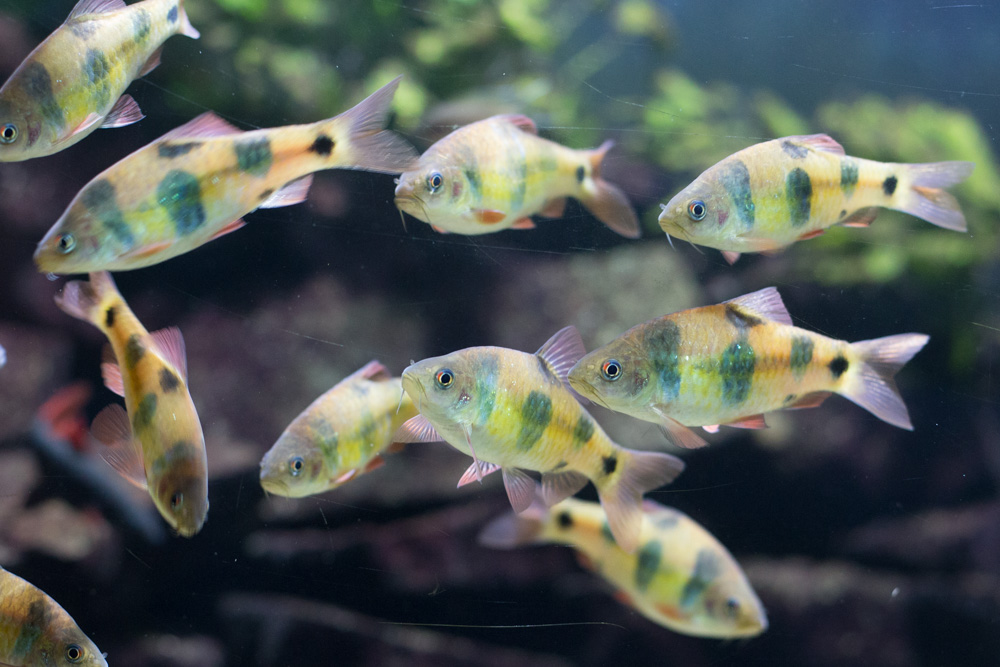 Karsten's Blog: Barbodes dunckeri (= „Barbus everetti“) - Die Clownbarbe