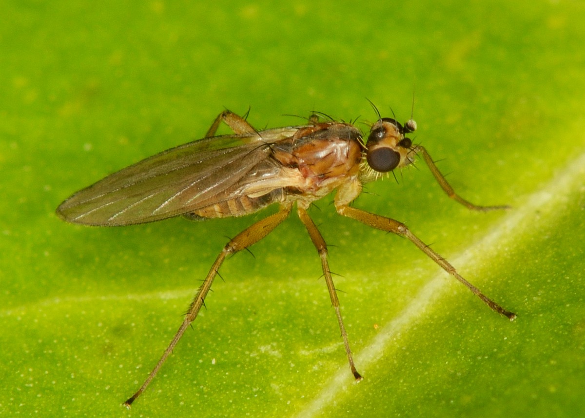 Variety of Life: Cyclorrhapha