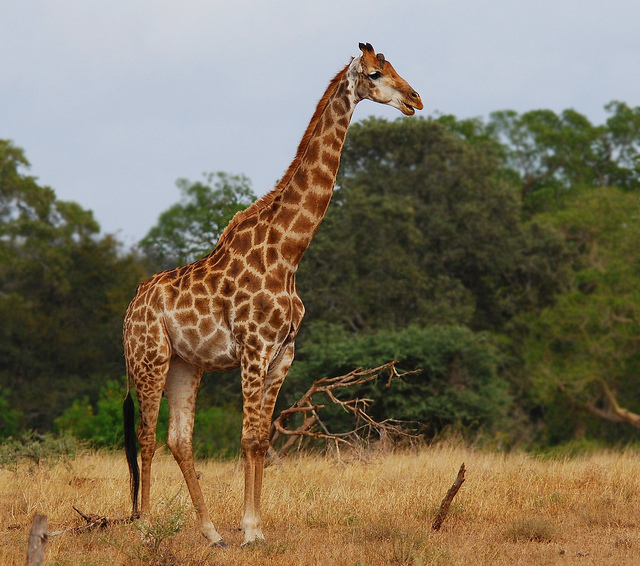 World of Animals: Girafa