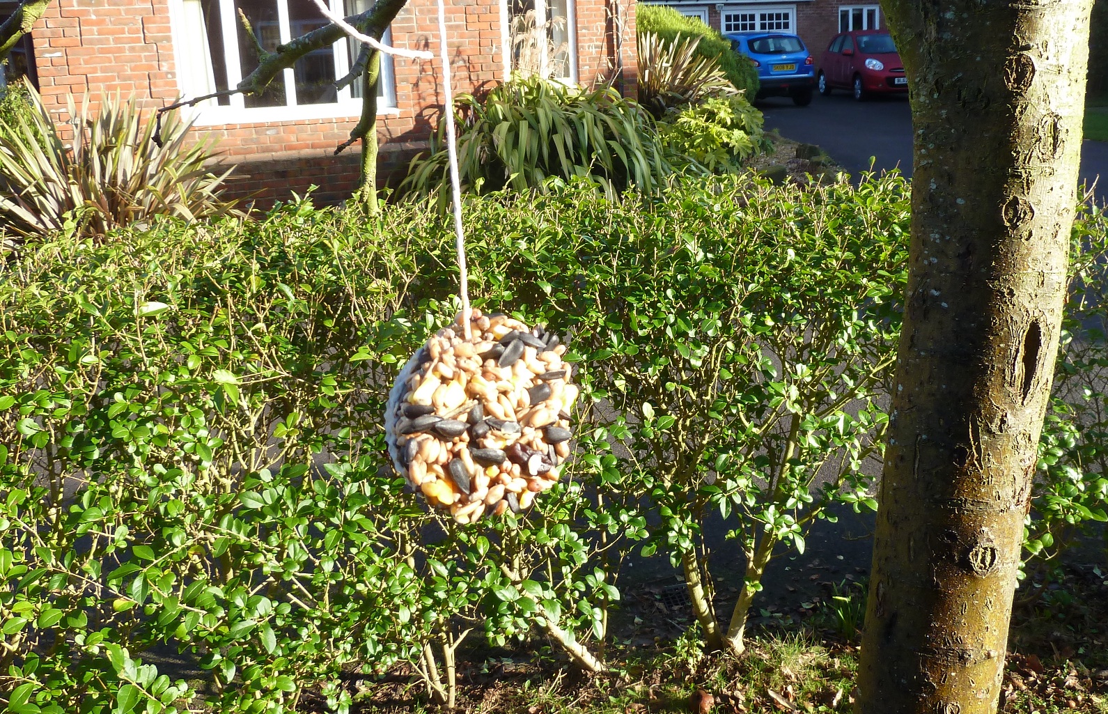 Guest Post - Homemade Bird Seed Cakes - Emmy's Mummy