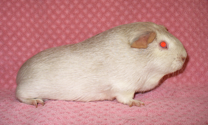 All Things Guinea Pig: Cavy Colours