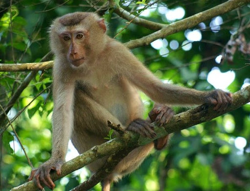 In India, monkey snatched test samples of Corona patients from lab ...
