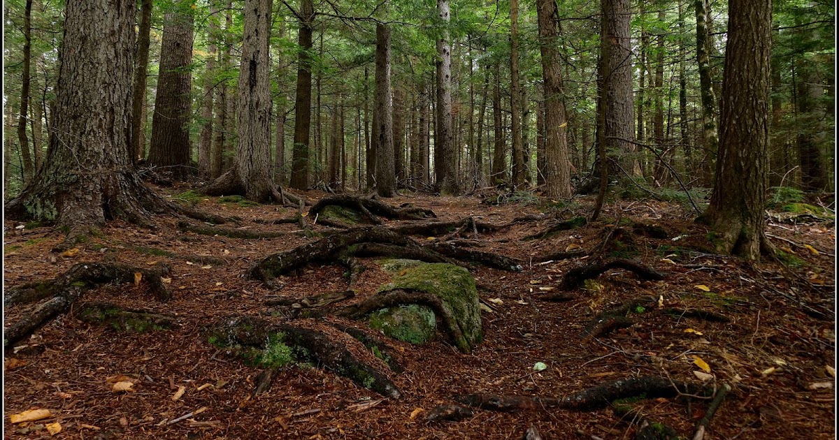 1HappyHiker: Hiking Adventures to Imp Face Cliff and Surroundings