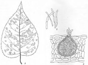 Всё о бегониях и не только...: Белая пятнистость листьев груши ...