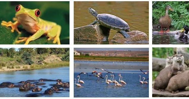 the ecosystem: Mixed ecosystems