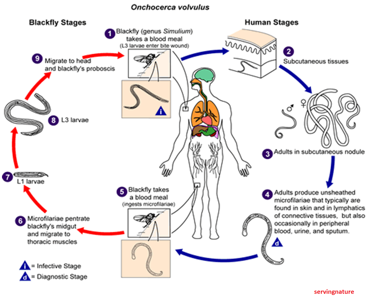 Healthy Body-Healthy Mind: What is Filariasis? Filariasis prevention ...