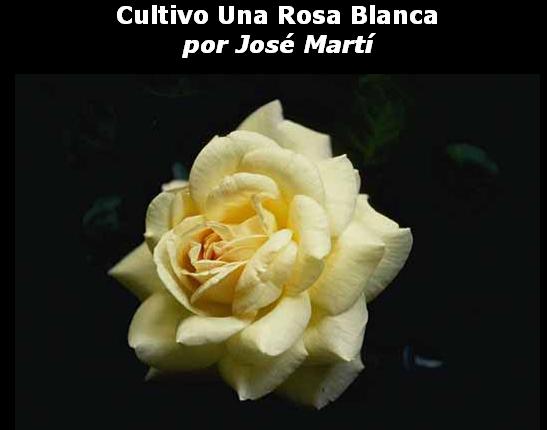 Literatura Hispanoamericana III: POEMA: Cultivo una Rosa Blanca, por ...