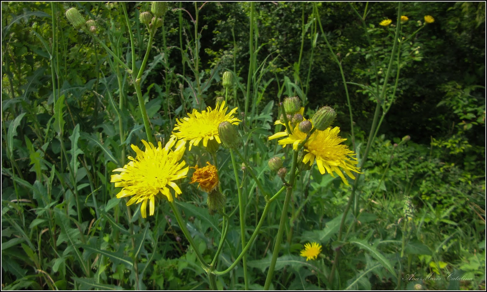 Lumea văzută din Turda: Susai (Sonchus arvensis si Lactuca serriola L)