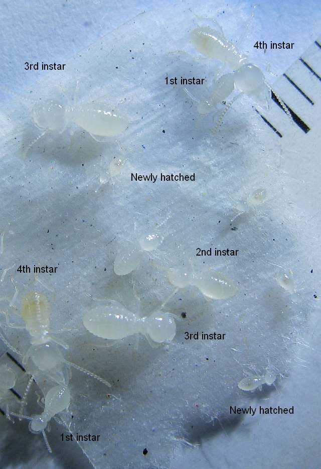 Photos and Info on Ants and Termites of Malaysia: Of Nymphs, Naked ...