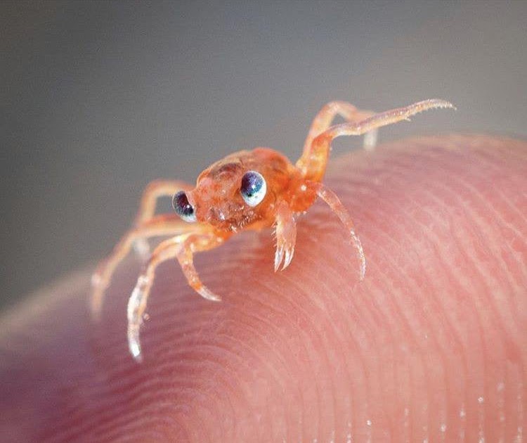 TYWKIWDBI ("Tai-Wiki-Widbee"): Baby crab