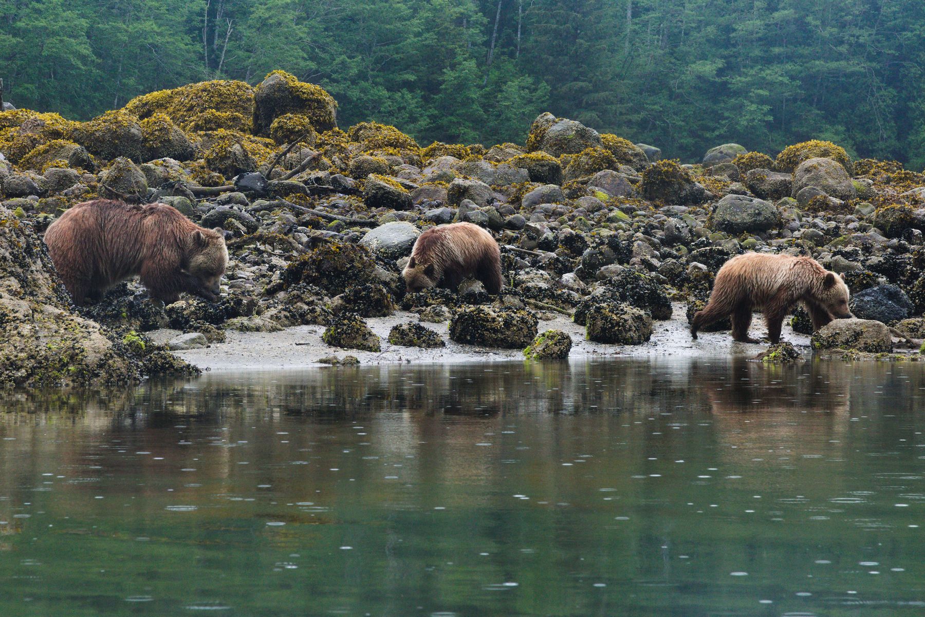 Go the Wrong Way: Knight Inlet Bears
