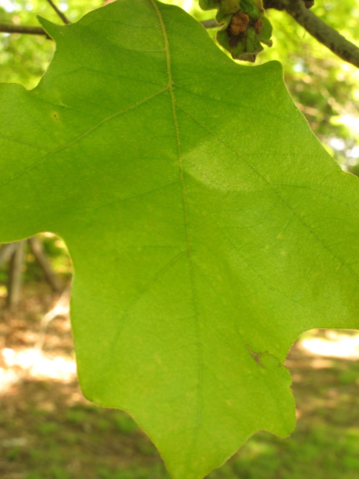A Year With the Trees: Blackjack Oak - Quercus marilandica