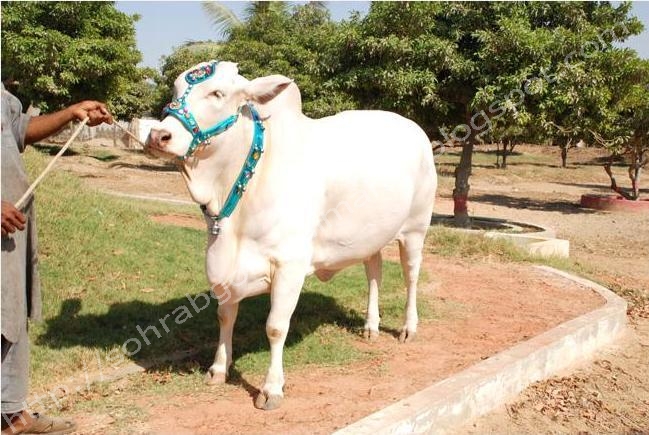 Sohrab Goth Gai Mandi Photos Gallery: Shah Cattle Farm 2008
