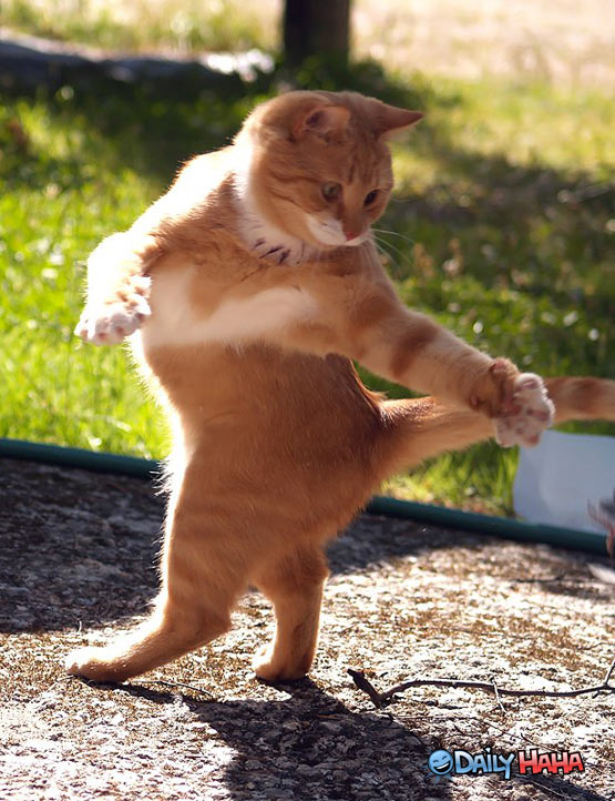 FUNNY BREAKDANCING CATS KITTIES IMAGES PHOTOS PICS - LOL CATS 2 | FUNNY ...