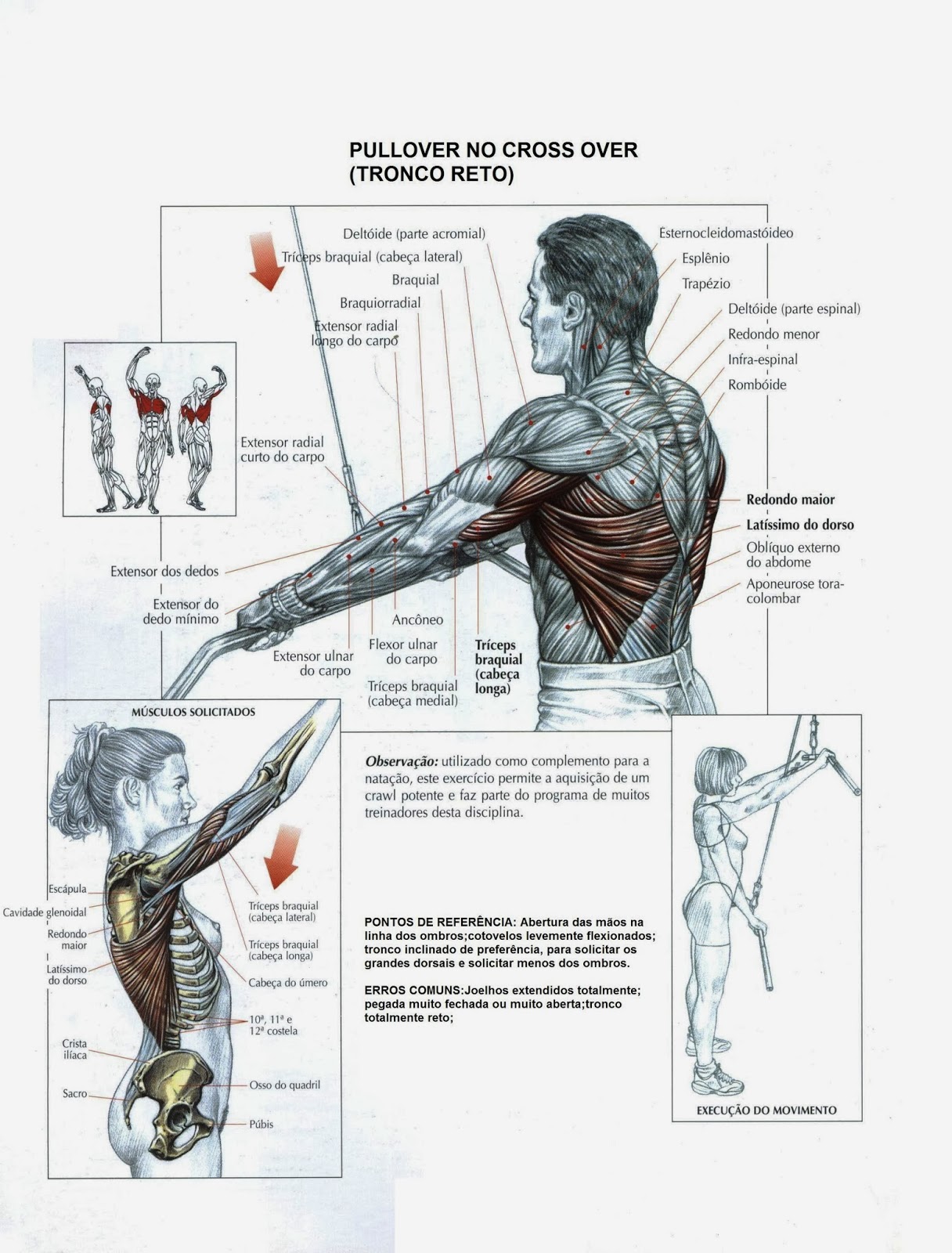 Jeff Trainning: GRUPOS MUSCULARES: COSTAS