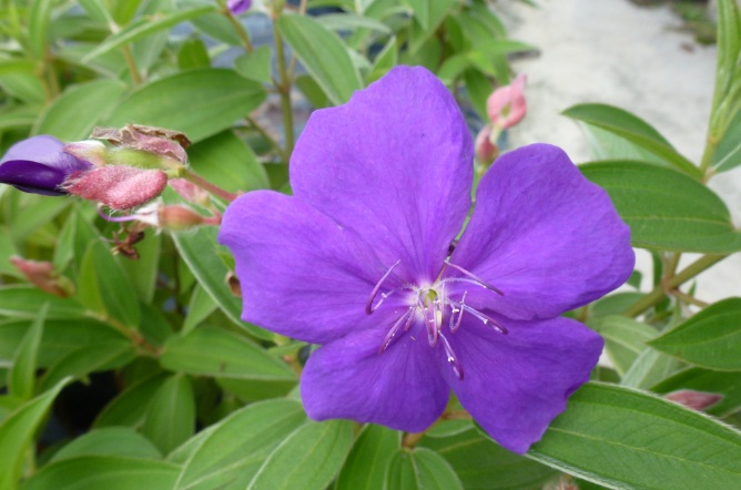 Greenfingers: Bunga Cantik Lagi