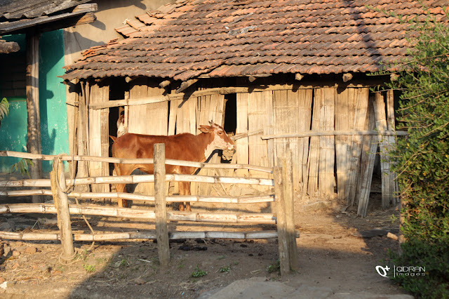 qidr.an ©: Dandeli Trip 2013 | Hubli-Dandeli route