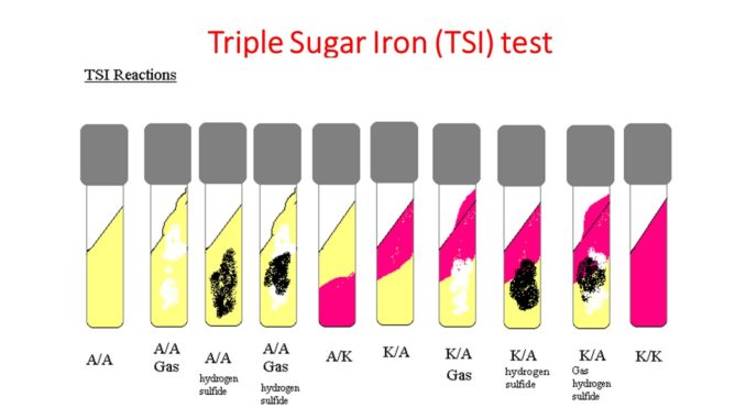 Triple Sugar Iron Agar (TSIA) - Definisi, Komposisi, Cara Pembuatan dan ...
