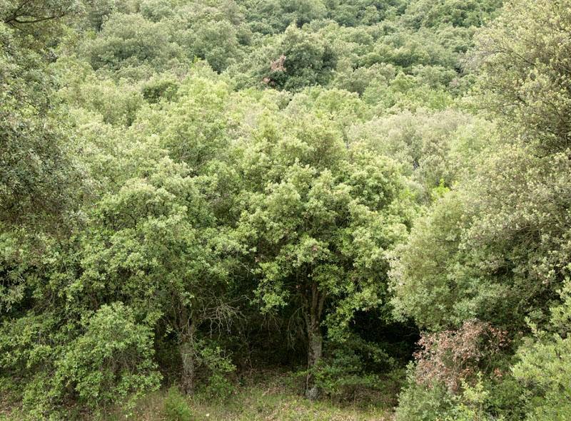 Encinas: origen e historia.: Encinares de España