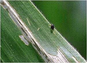 S A M U D R A J A G U N G: Sweet corn sweet corn sweet corn..Corn Flea ...