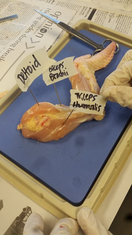 Kanika Anatomy and Physiology: Chicken Dissection Lab Report