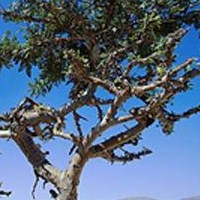 Blog da Gislene: Olíbano""( Boswellia carteri)