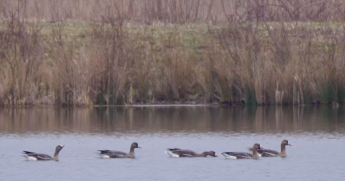 Phil Bishops Birding Blog: RSPB Ouse Fen and Lakenheath Fen