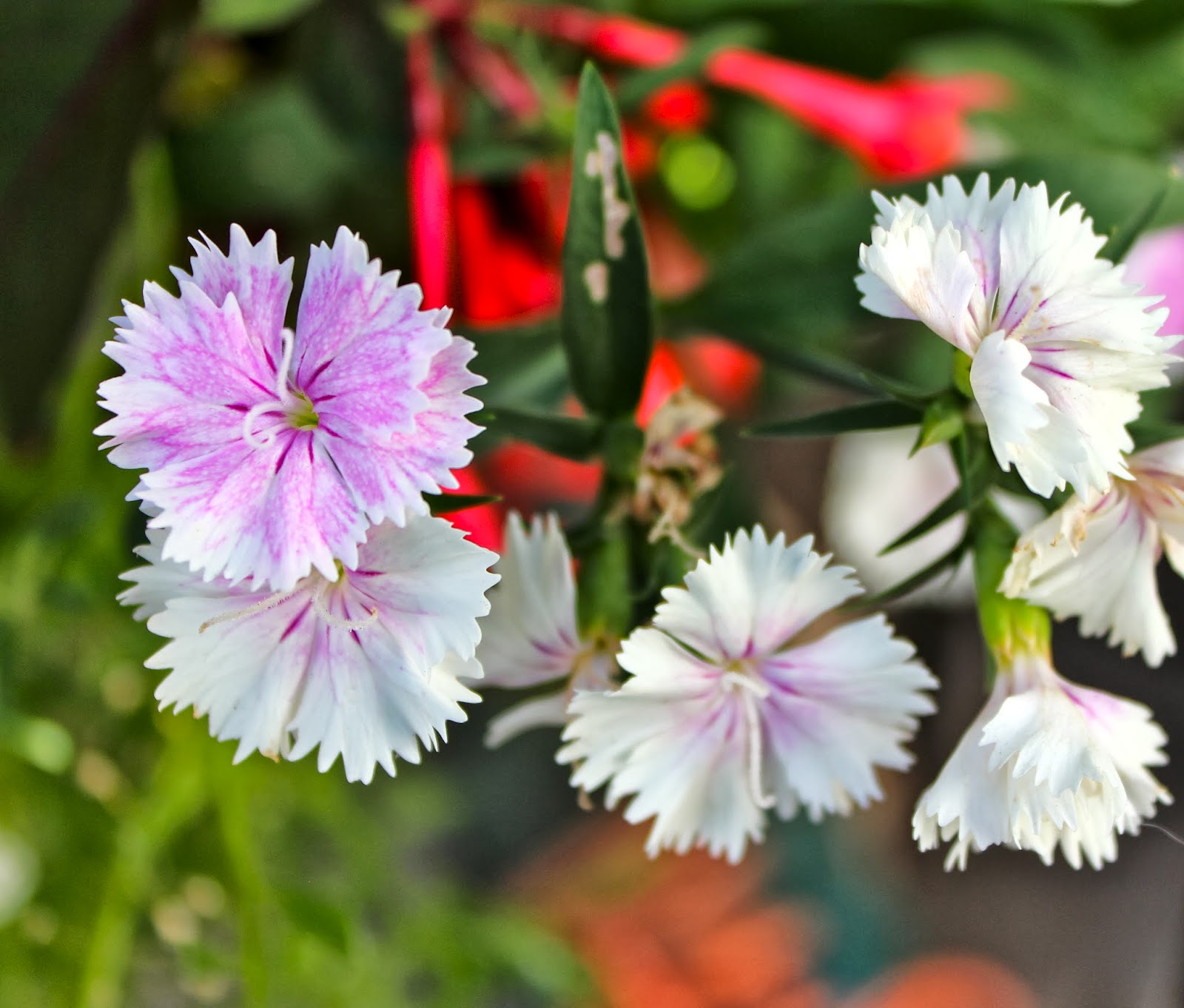Florez Nursery: Dianthus chinensis, Chinese Pink