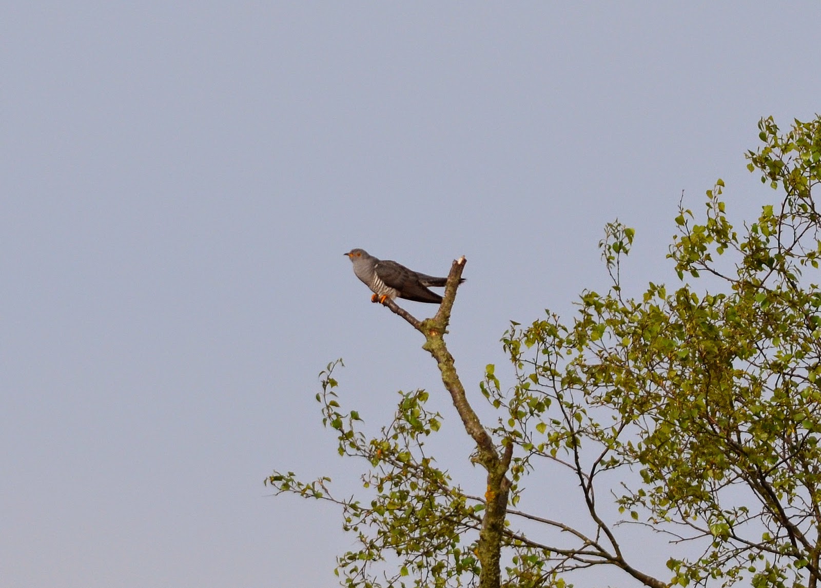 The Early Birder: Cuckoo