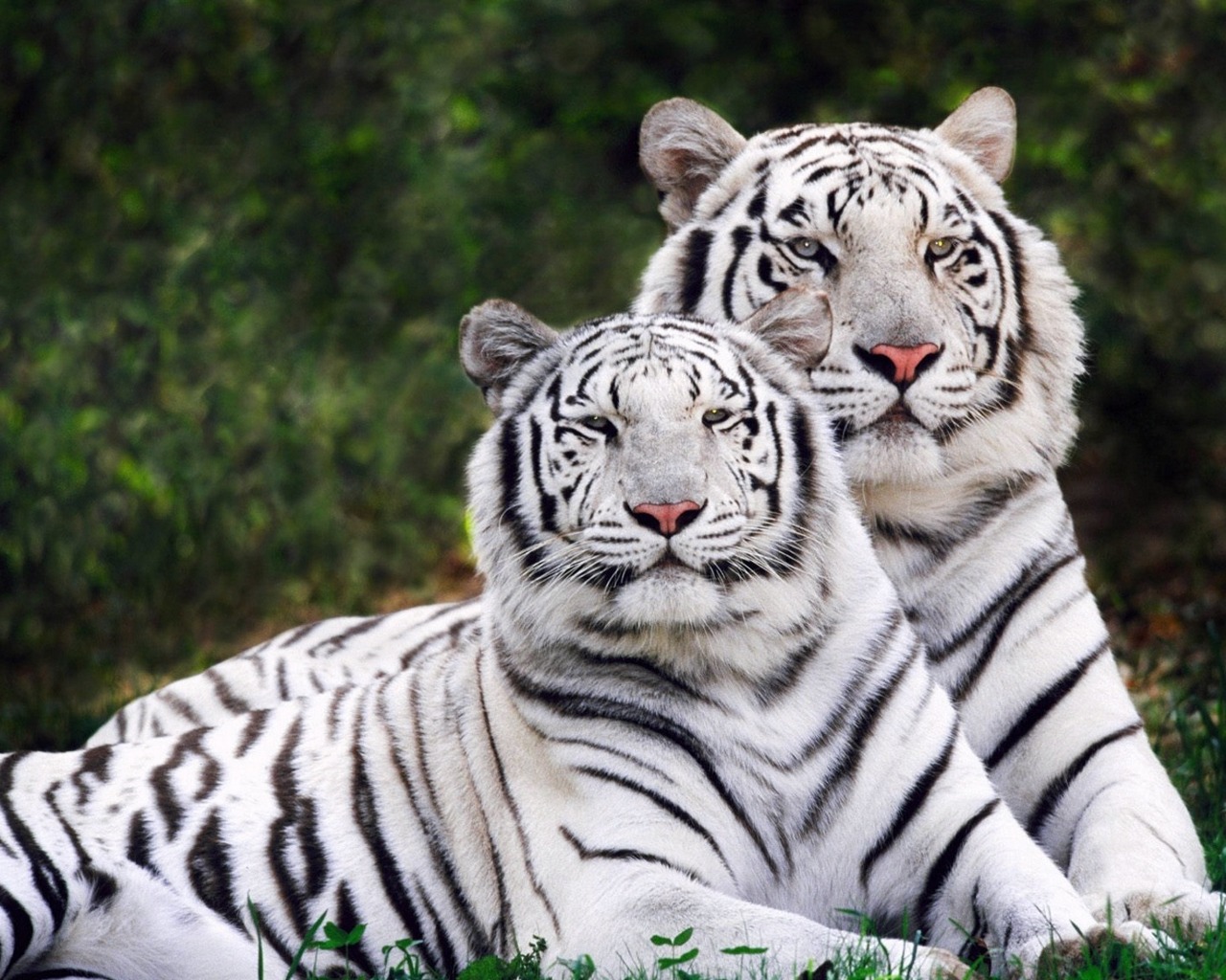 Colección de imagenes de felinos en HD para descargar ~ Los 20 mejores ...