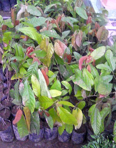 Bibit Sawit, Karet dan Aren: Foto-Foto Bibit Baru UKM Tani Muda