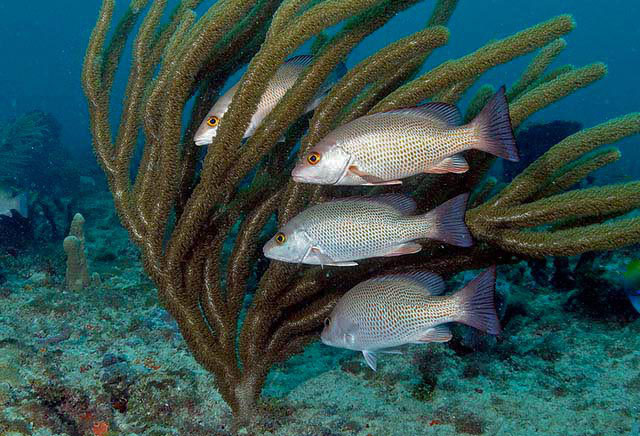 LA BIODIVERSIDAD DE PANAMÁ: La Biodiversidad Panameña (Los peces)