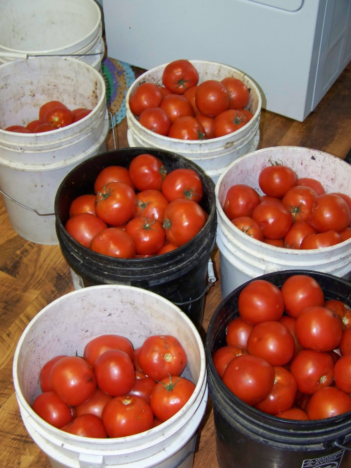 Tomato Patch Restaurant at Cindy Ehrhardt blog