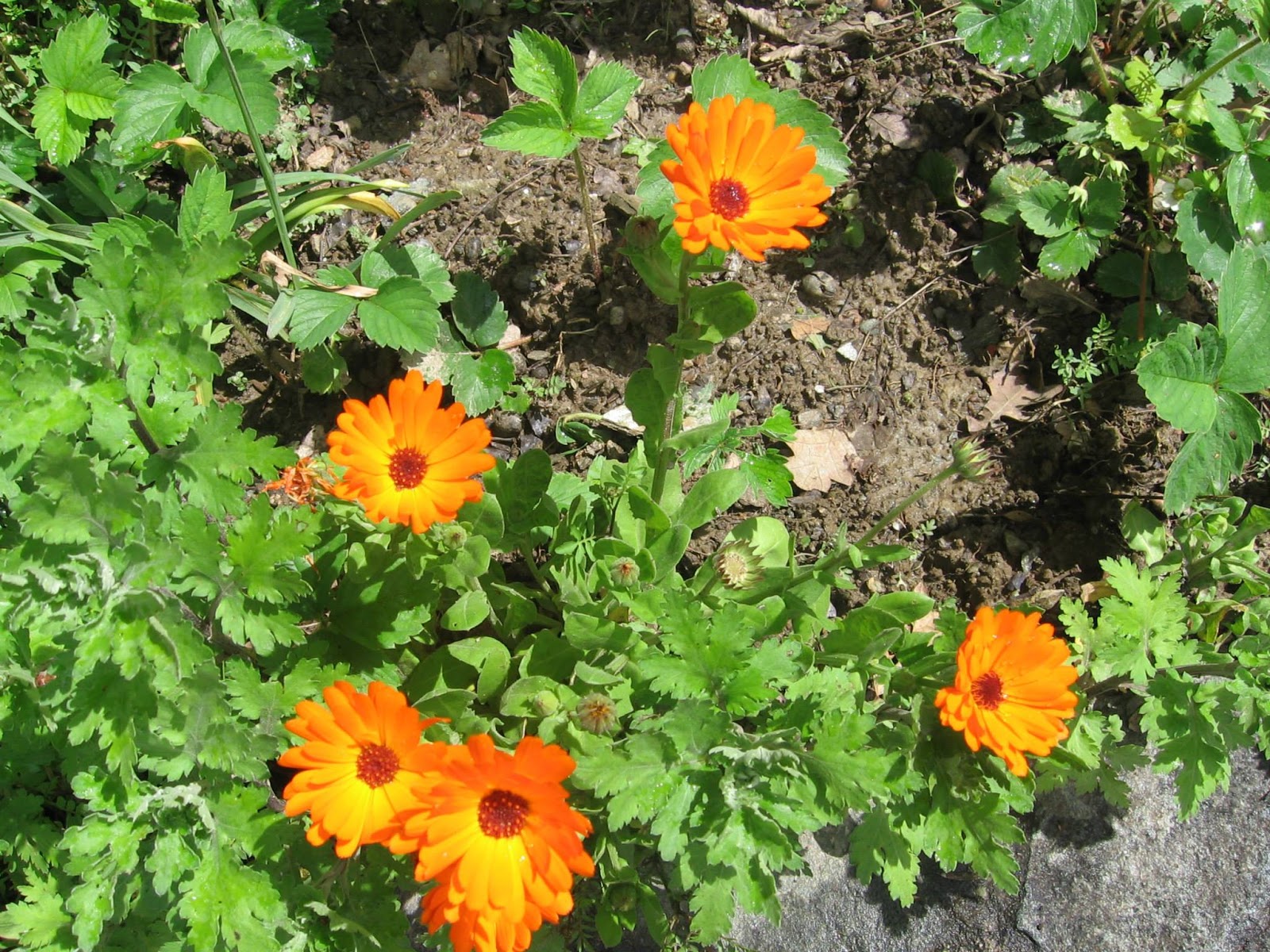 Pot Marigold - Calendula officinalis - Macedonia Nature