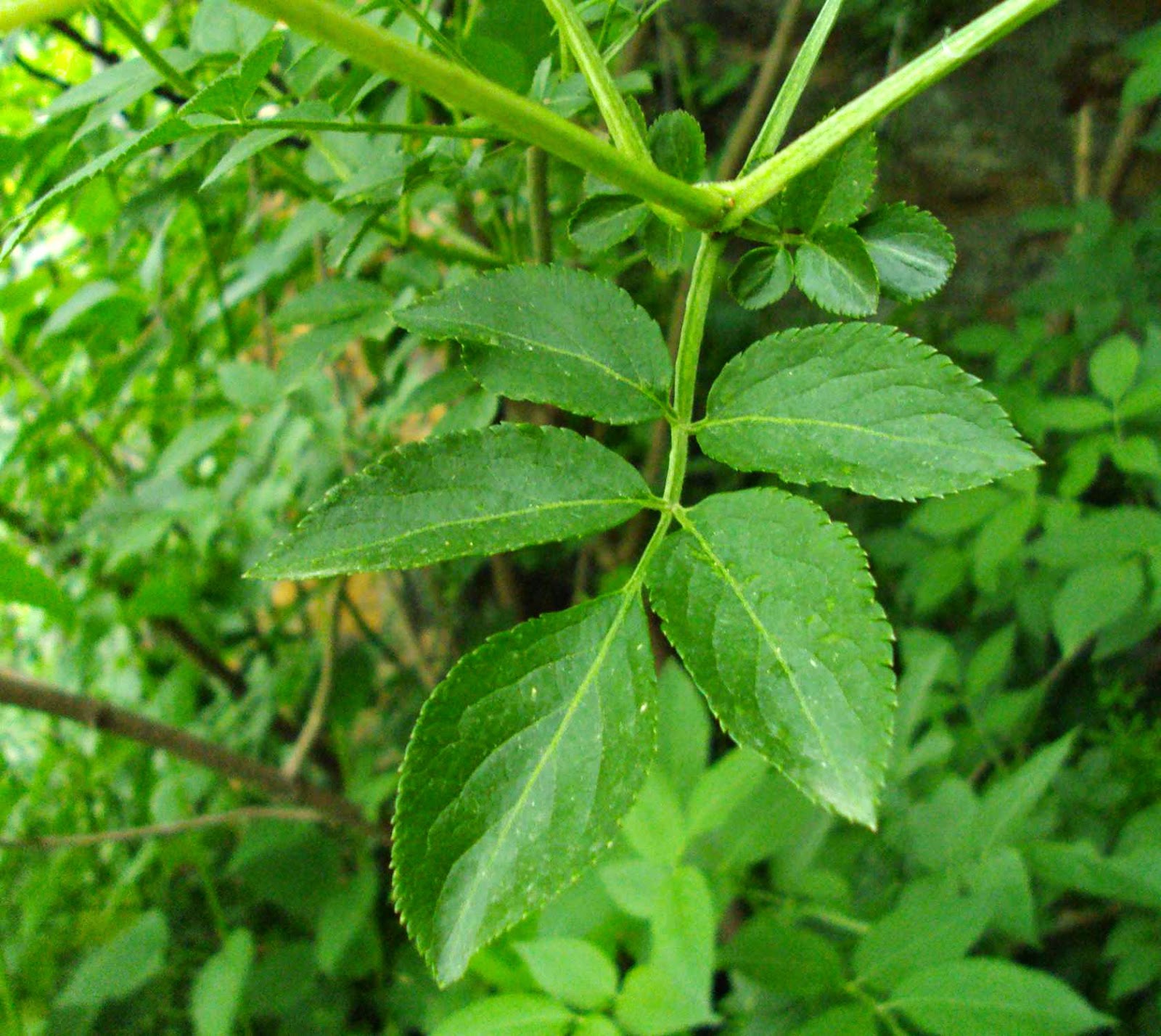 Unis Vers Nature: Le sureau noir - un arbre doublement intéressant