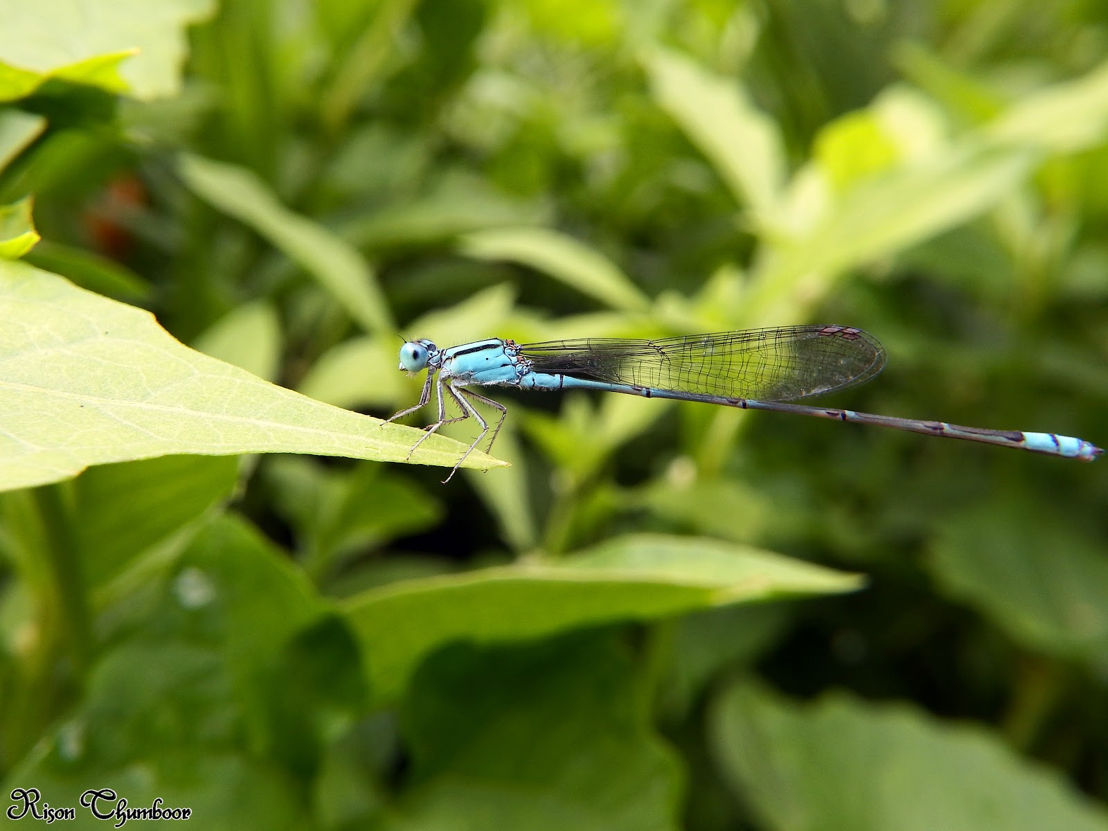 Dragonflies and Damselflies Of Kerala: Blue Sprite / Blue River Damsel ...
