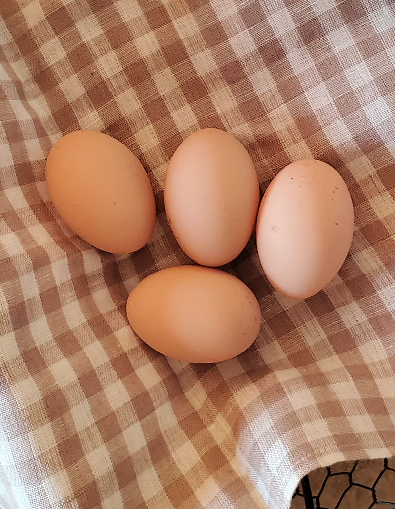 Which Chicken Breeds Lay Colored Eggs? - Fresh Eggs Daily® with Lisa Steele