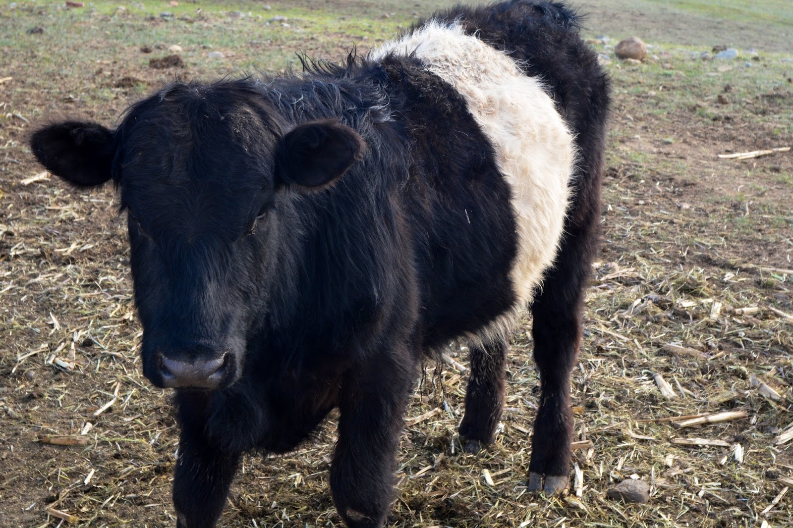 TTT Ranch: Registered BueLingo Bulls for Sale