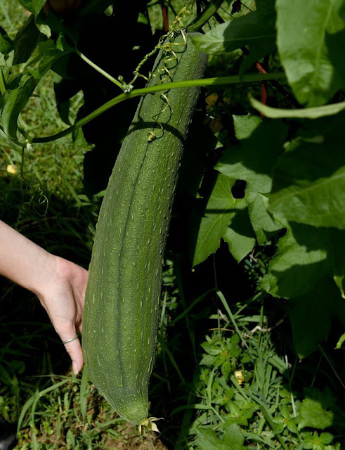 Luffa helps fight the war on waste - and you can eat it too! - Our ...
