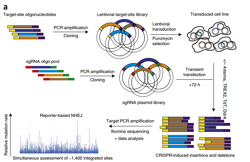 GenEdit, CRISPR