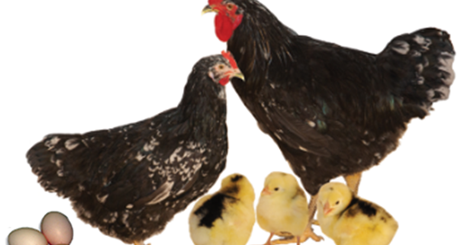 Off-Grid Home Sweet Home: Mottled Java...