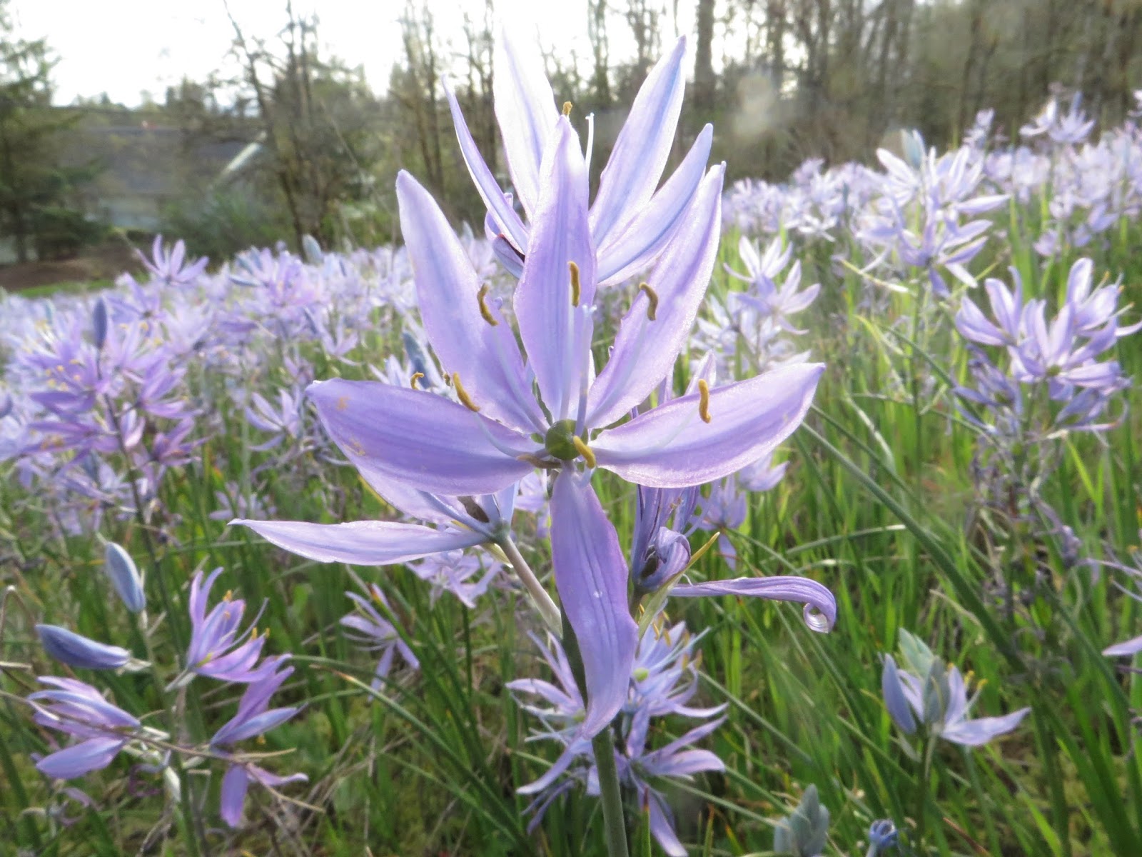 A Field of Camas