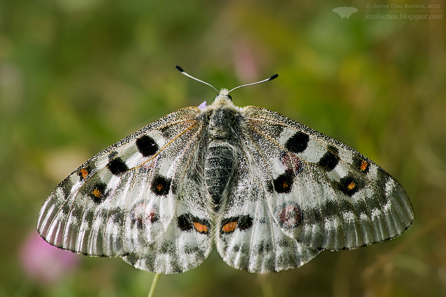 Bichos y plantas de León: Apolo