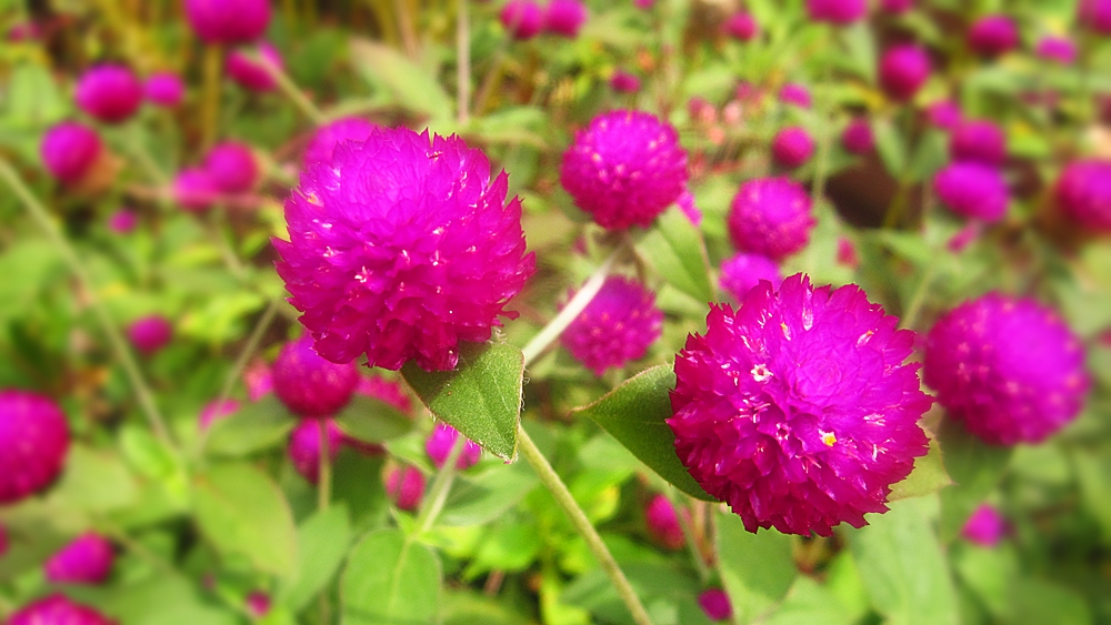 Cerita,Berita,Resepi,Lawak,Kerohanian,Motivasi dan Petua: Khasiat ...