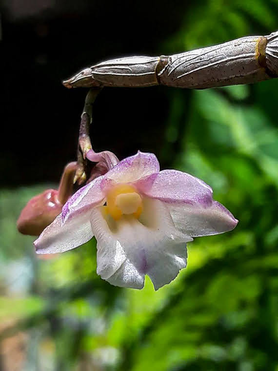 Dendrobium cumulatum-The Crowded-Inflorescence Dendrobium