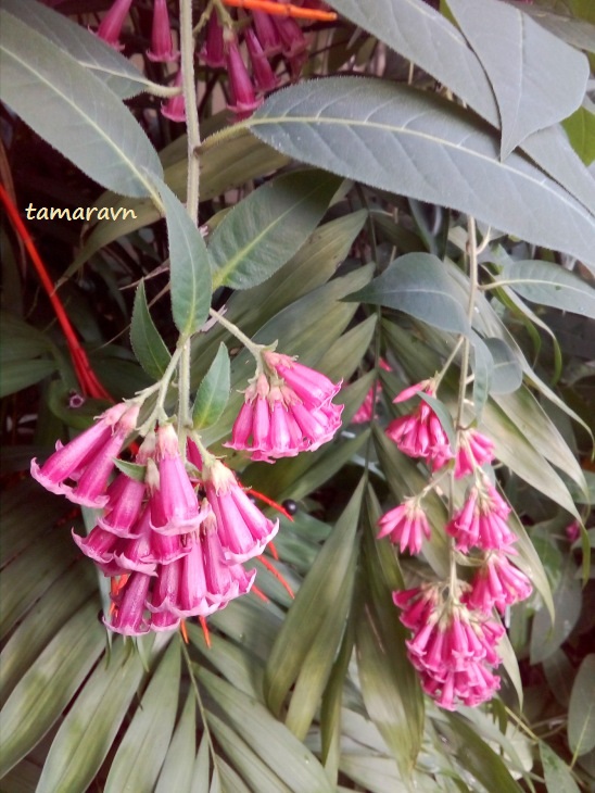 Всё о бегониях и не только...: Цеструм изящный (Cestrum elegans)