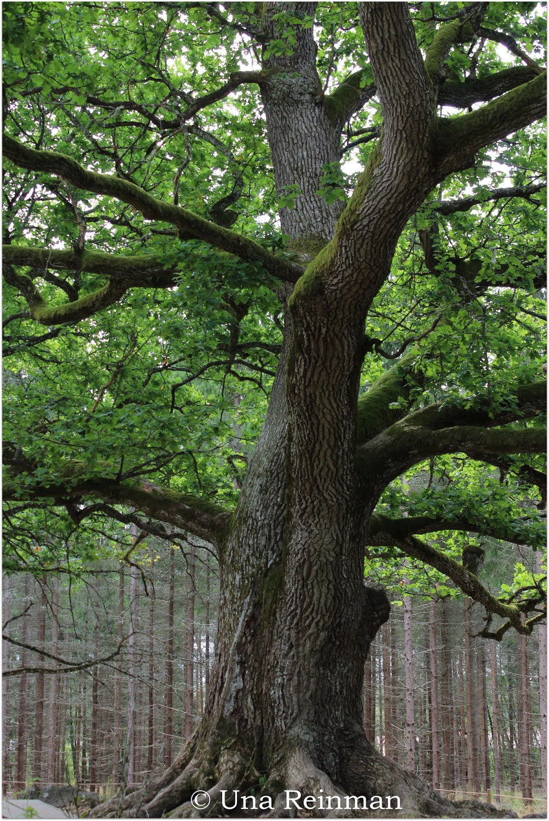 Hallatar-blogi : Suomen kaunein puu