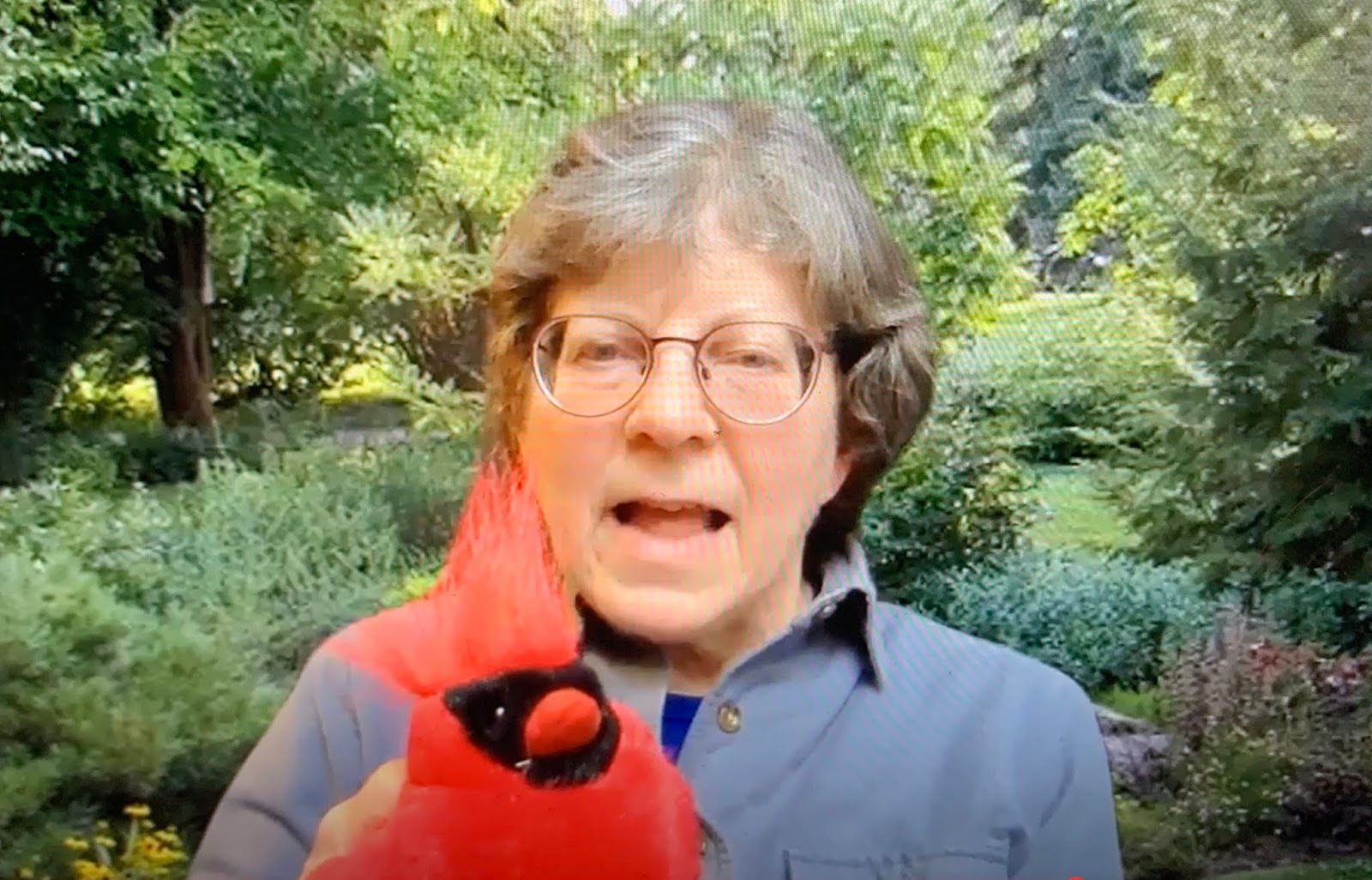 Introduction to Bird of the Day!